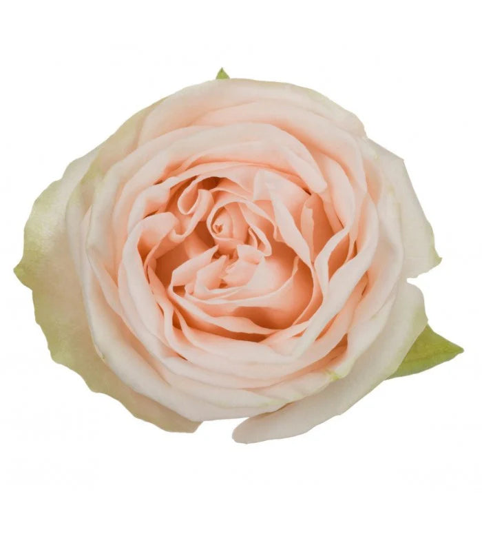 Garden Spirit Rose – Lux Flowers Co.
